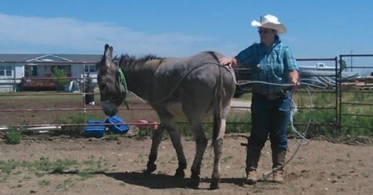 Foghorn Farm Donkey Training: The Littlest Steps