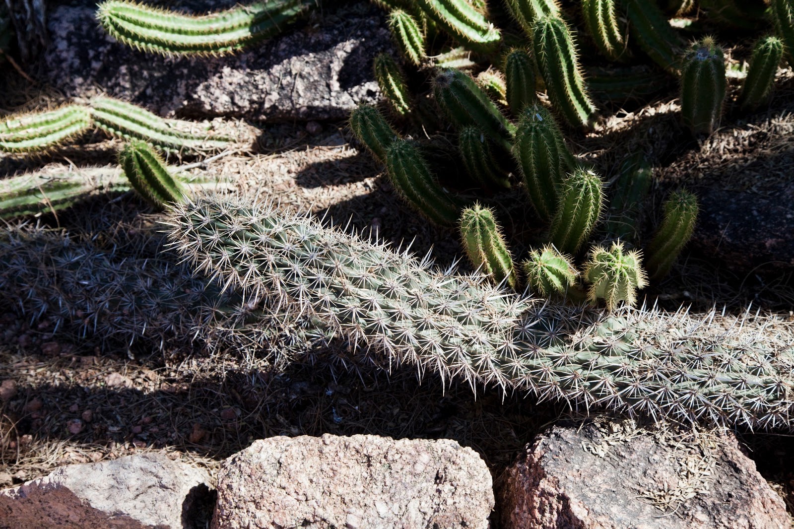 Walking Arizona: Creeping Devil - The First Cactus
