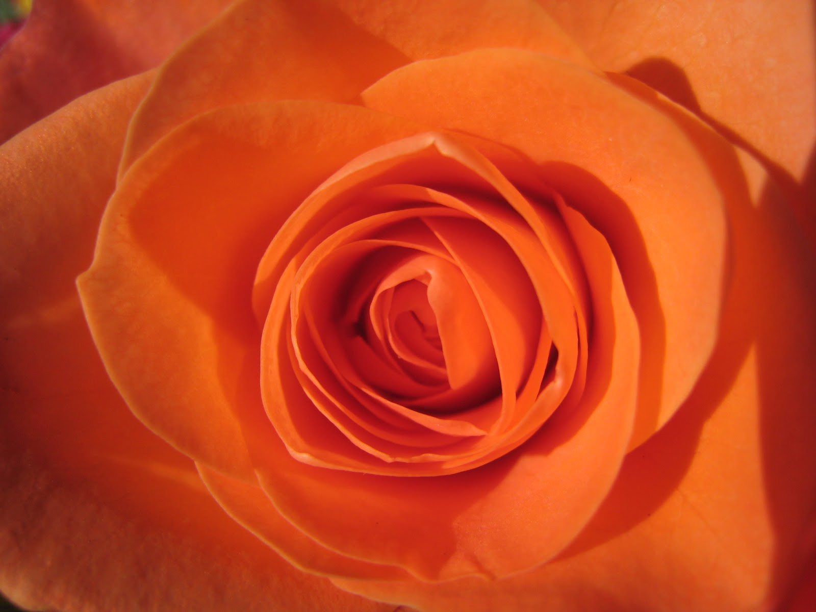 meine Welt: Die Farbe ORANGE