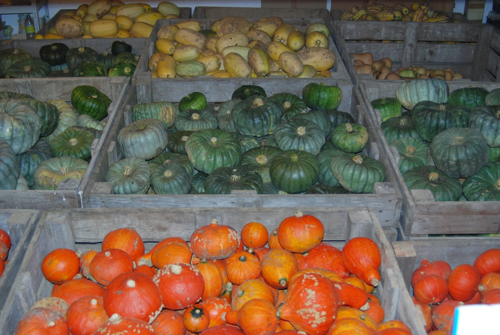 Les Jardins de Priape: Stockage des courges : potimarrons, Queensland ...
