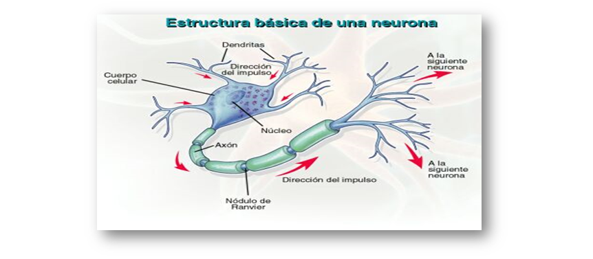 La neurona y su funcionamiento