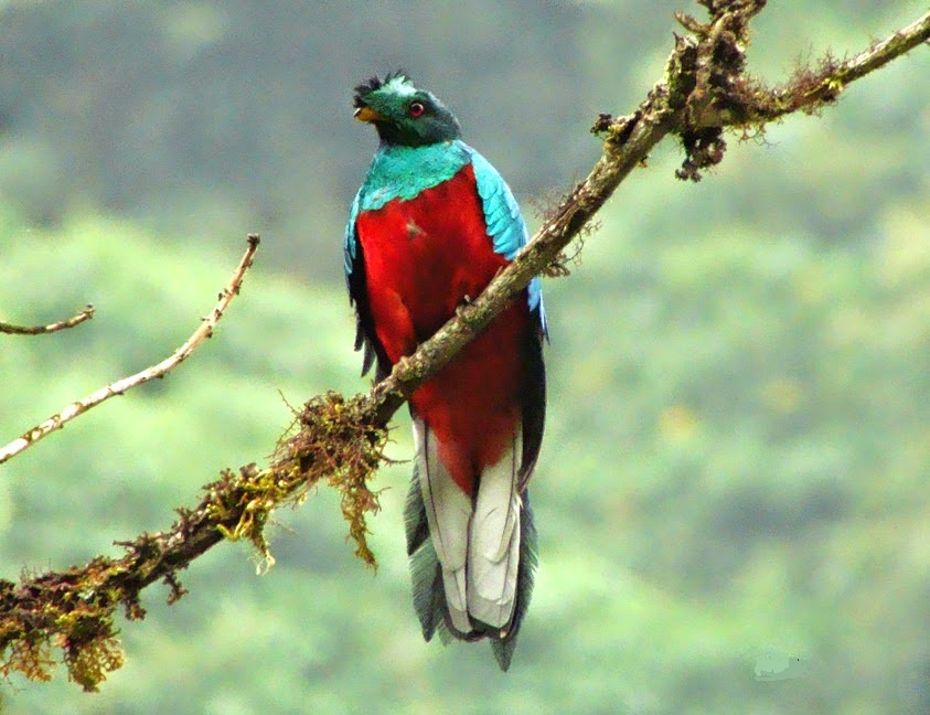 QUETZAL photos - wallpapers (ανανεωμένο) | the fun bank