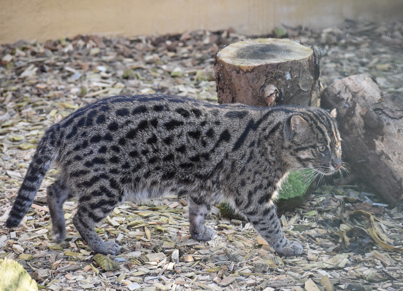 ZOOTOGRAFIANDO (MI COLECCIÓN DE FOTOS DE ANIMALES): GATO PESCADOR ...