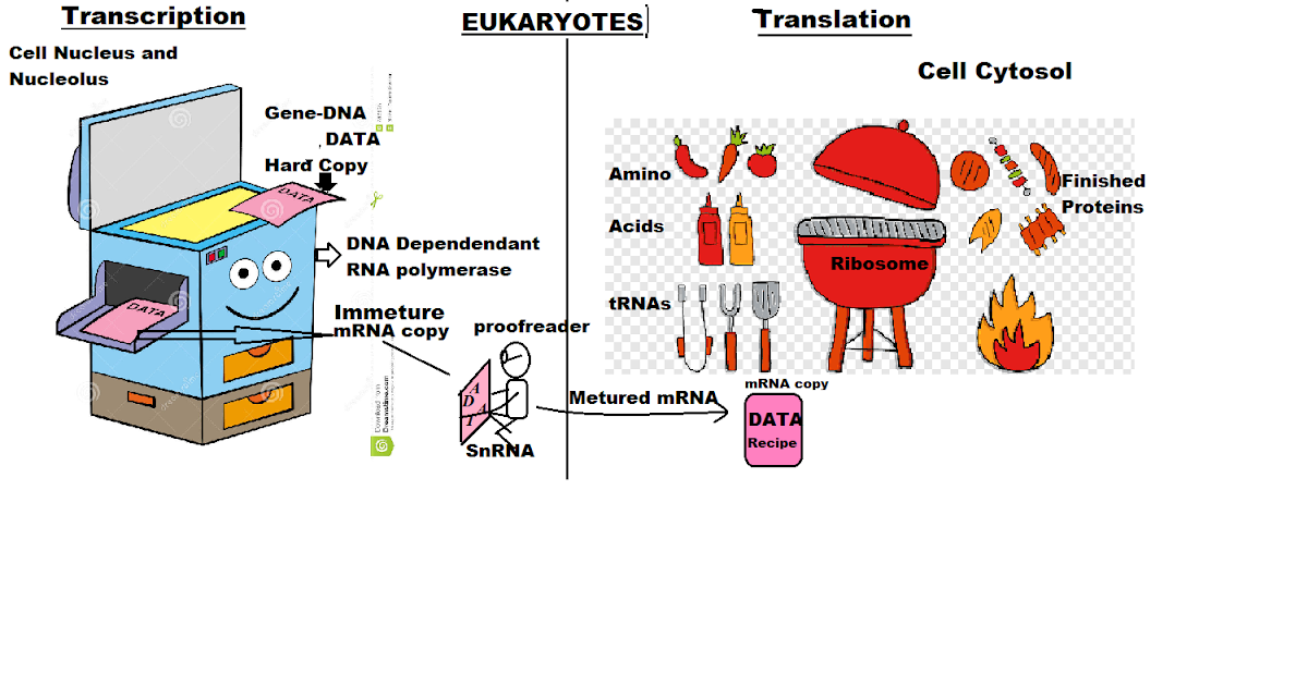 MAS PHARMACY REVIEW-HEALTH TIMES: A Cartoon Analogy to Explain Protein ...