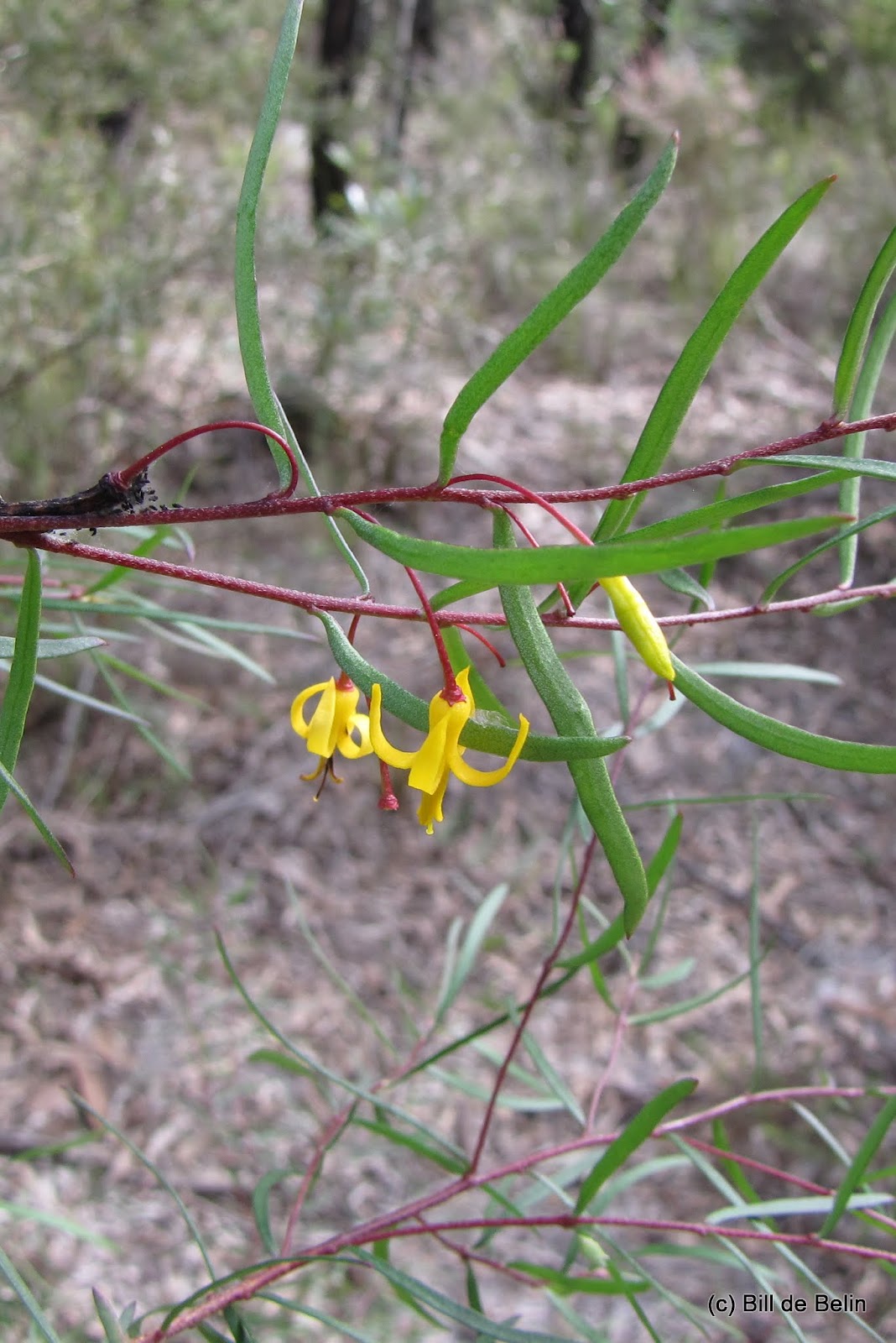 Sydney's Wildflowers and Native Plants: Persoonia nutans - Nodding Geebung.