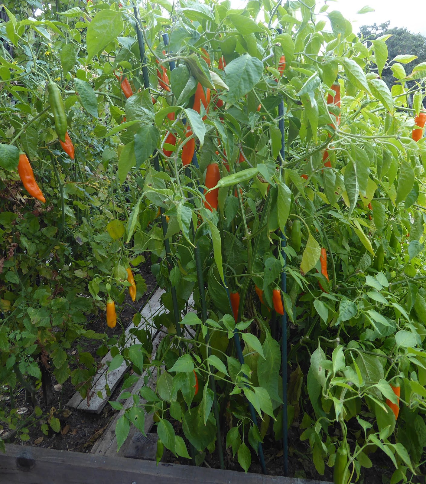 From Seed To Table: 2017