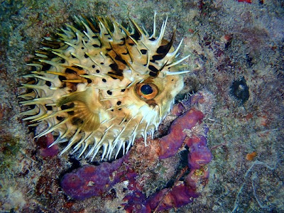 Balloon fish-Tetraodontidae