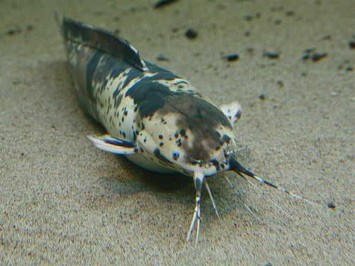 Airbreathing Catfish - Fishes
