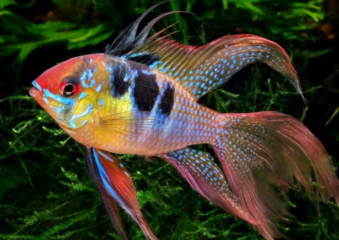 4 Jenis Ikan Blue Ram yang Menawan dan Cara Merawatnya di Aquarium