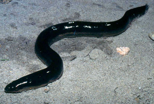 Belut | Budidaya Ikan | Ikan Hias | Resep Ikan | Gambar dan Video