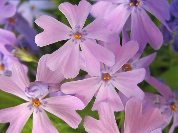 Plantas y flores: Phlox subulata
