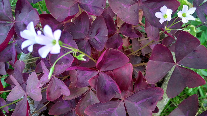 Bunga Kupu-Kupu Tanaman Hias Cantik Berwarna Ungu