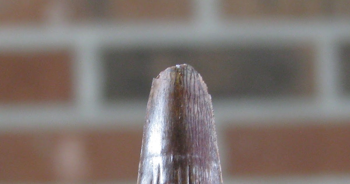 Views of the Mahantango: Hyneria lindae tooth from the Catskill formation