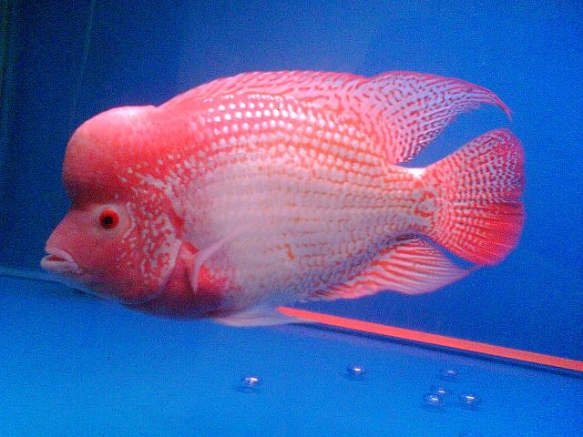 Ikan Lou Han:Hewan Peliharaan