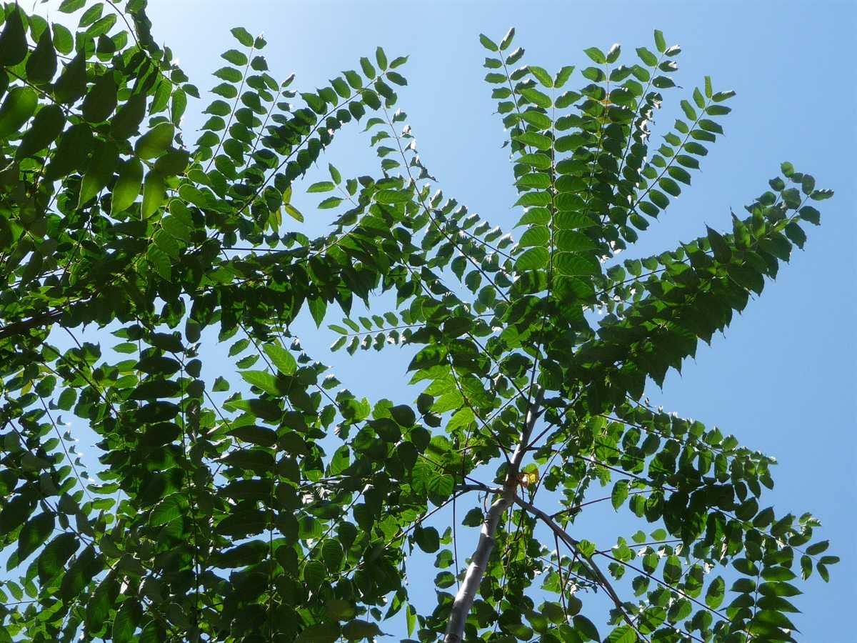 r o b i n 's y a r d: Ailanthus altissima