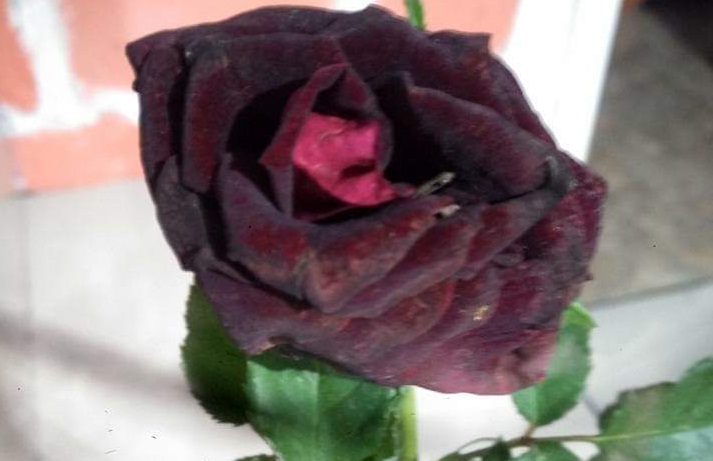 Kumpulan Gambar setangkai Bunga Mawar Berbagai Warna Cantik