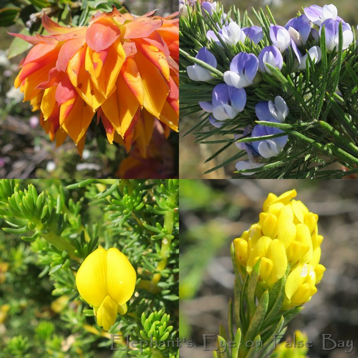 Elephant's Eye on False Bay