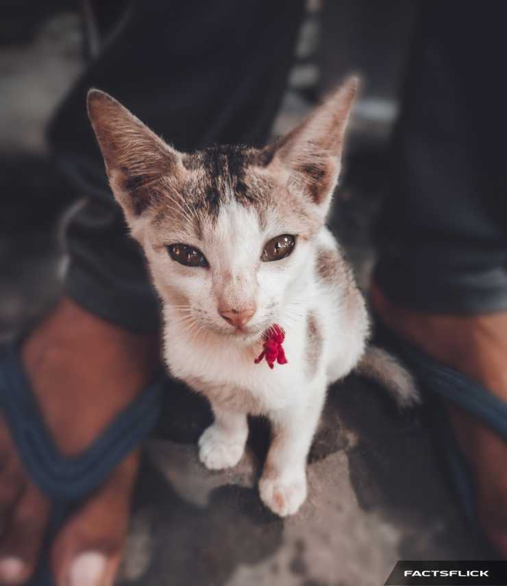 Top 10 Interesting Facts About Cats Facts Flick top-10-interesting-facts-about-cats-facts-flick