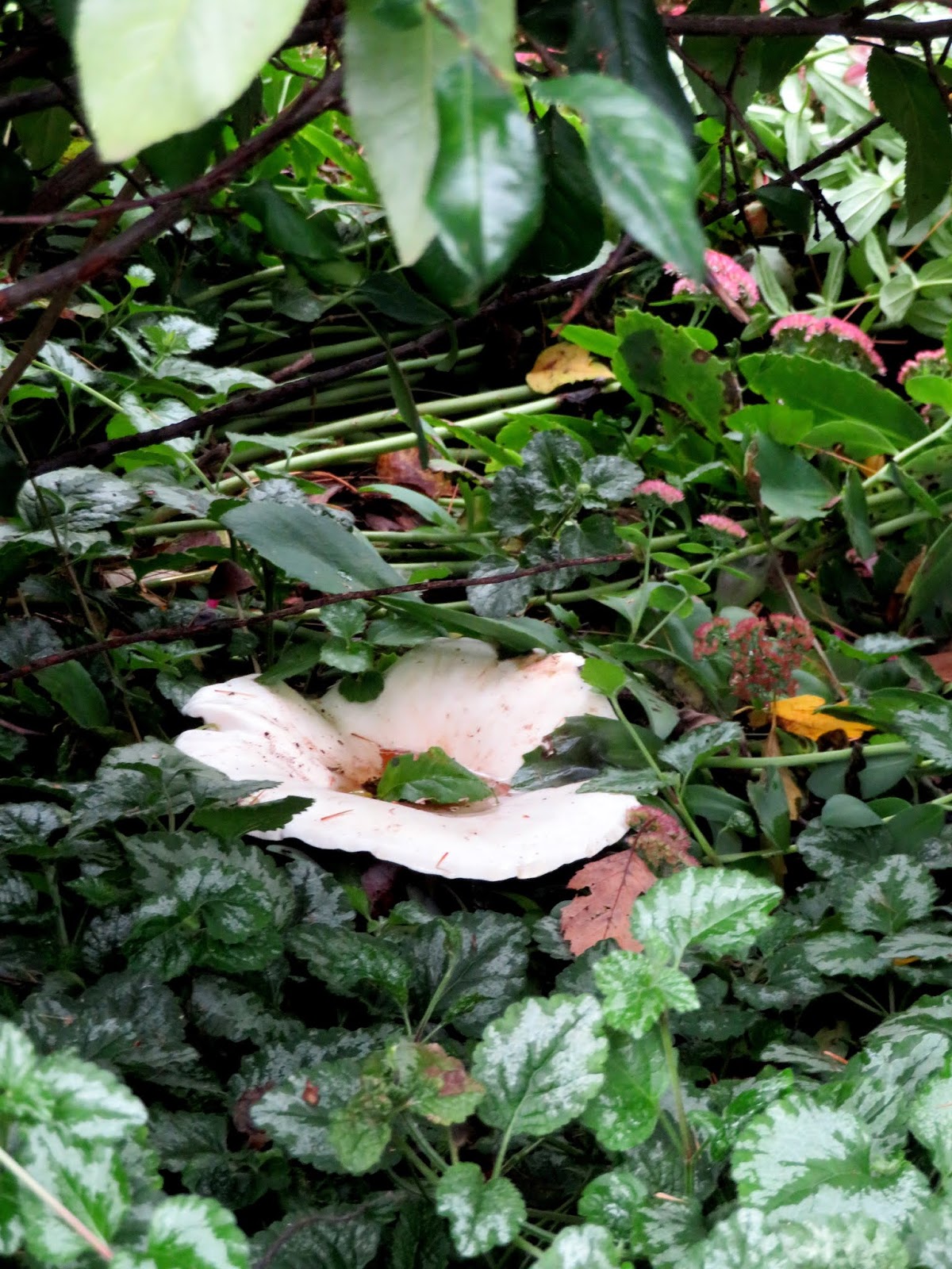 The Marmelade Gypsy: Southern Exposure: Hops and Bittersweet Swag