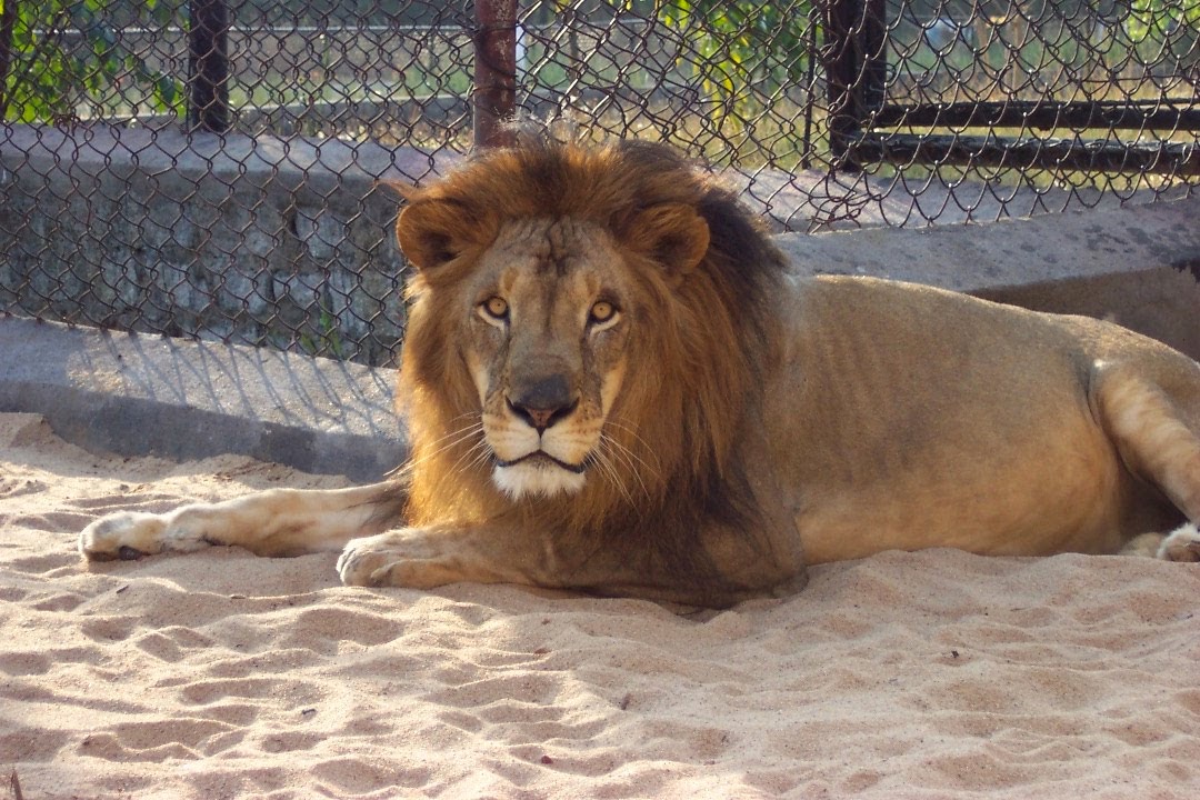 All Animals: Babbar Sher (Lion) Profile,news,photos