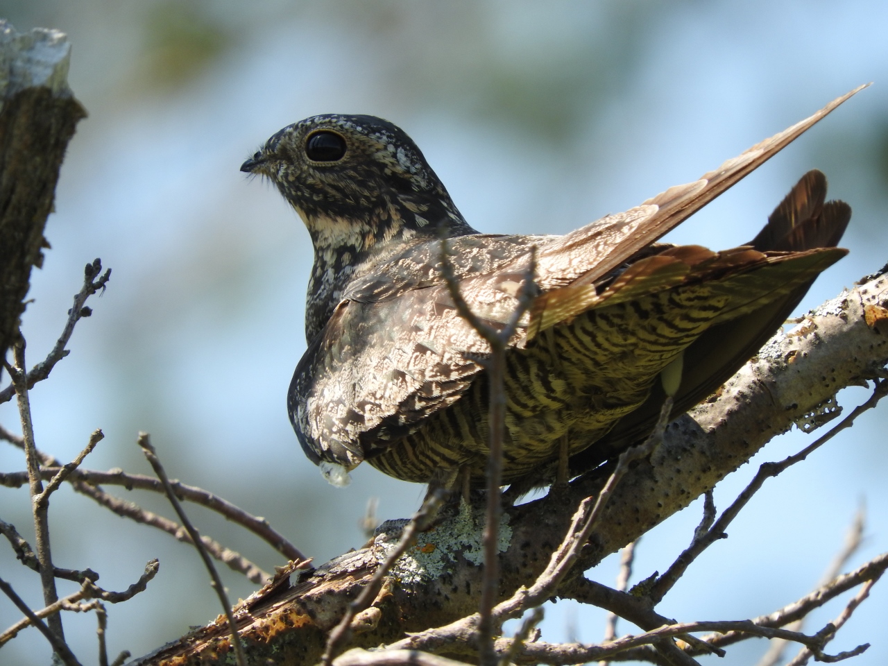 natural connections: Nighthawks Nesting