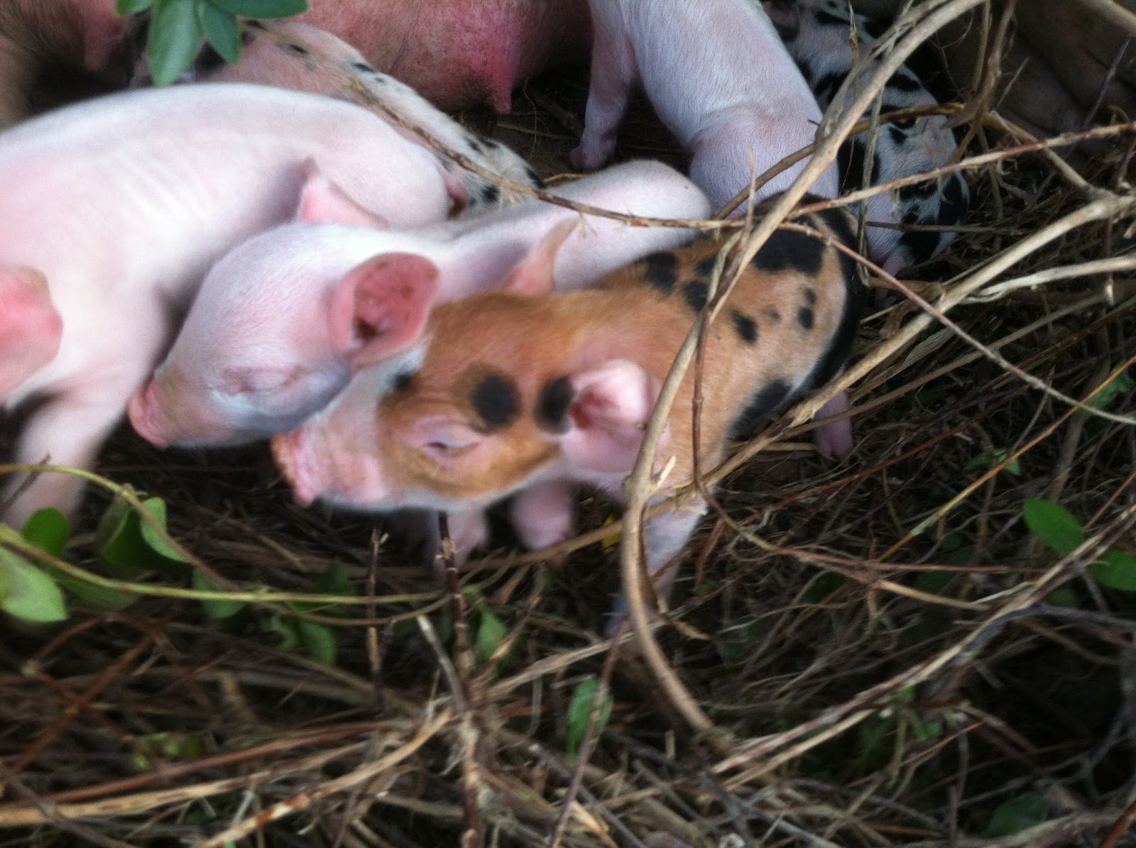 From the Pulpit to the Pasture: Piglets Available!