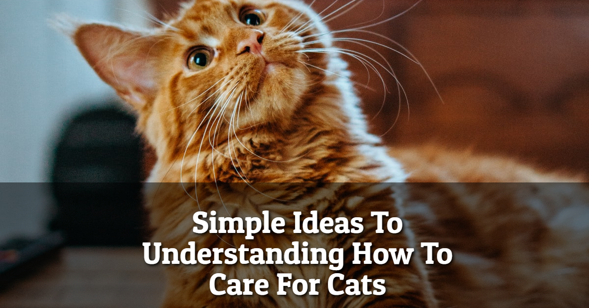 Simple Ideas To Understanding How To Care For Cats