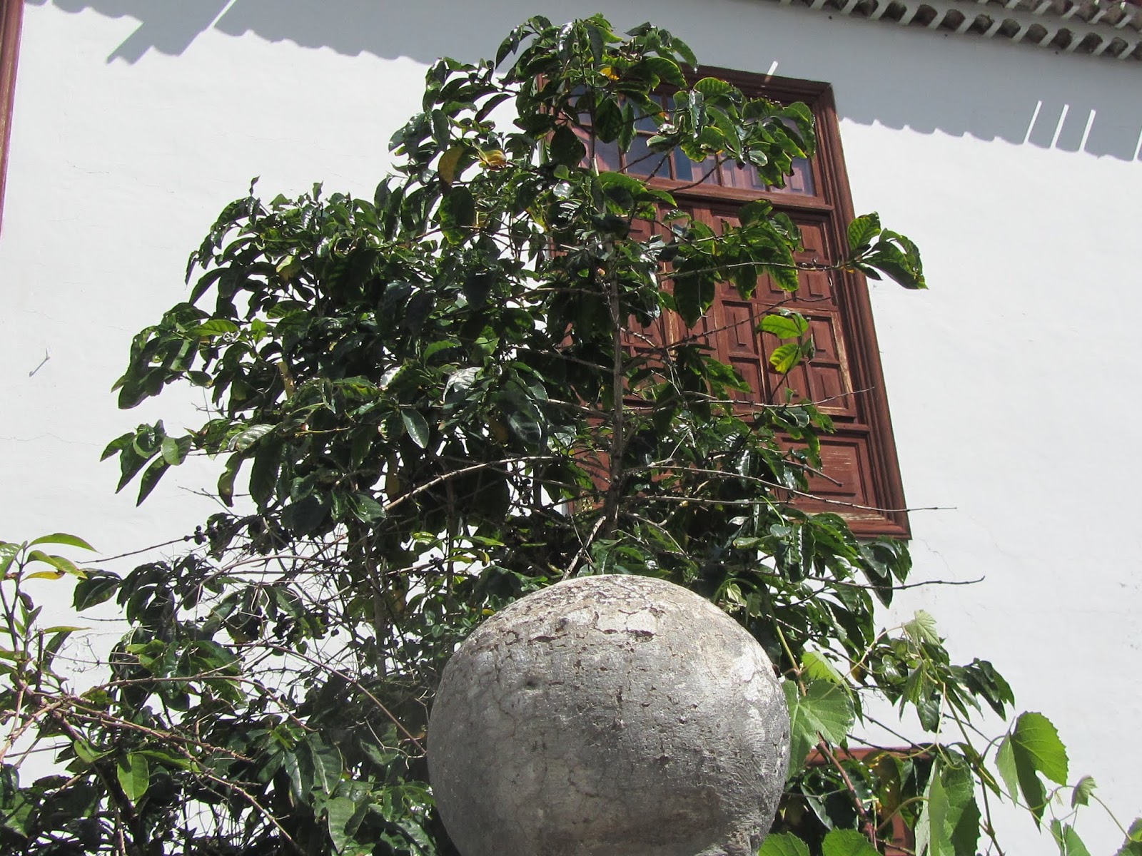Dove Cresce la Pianta del Caffè (Coffea arabica o Coffea canephora ...