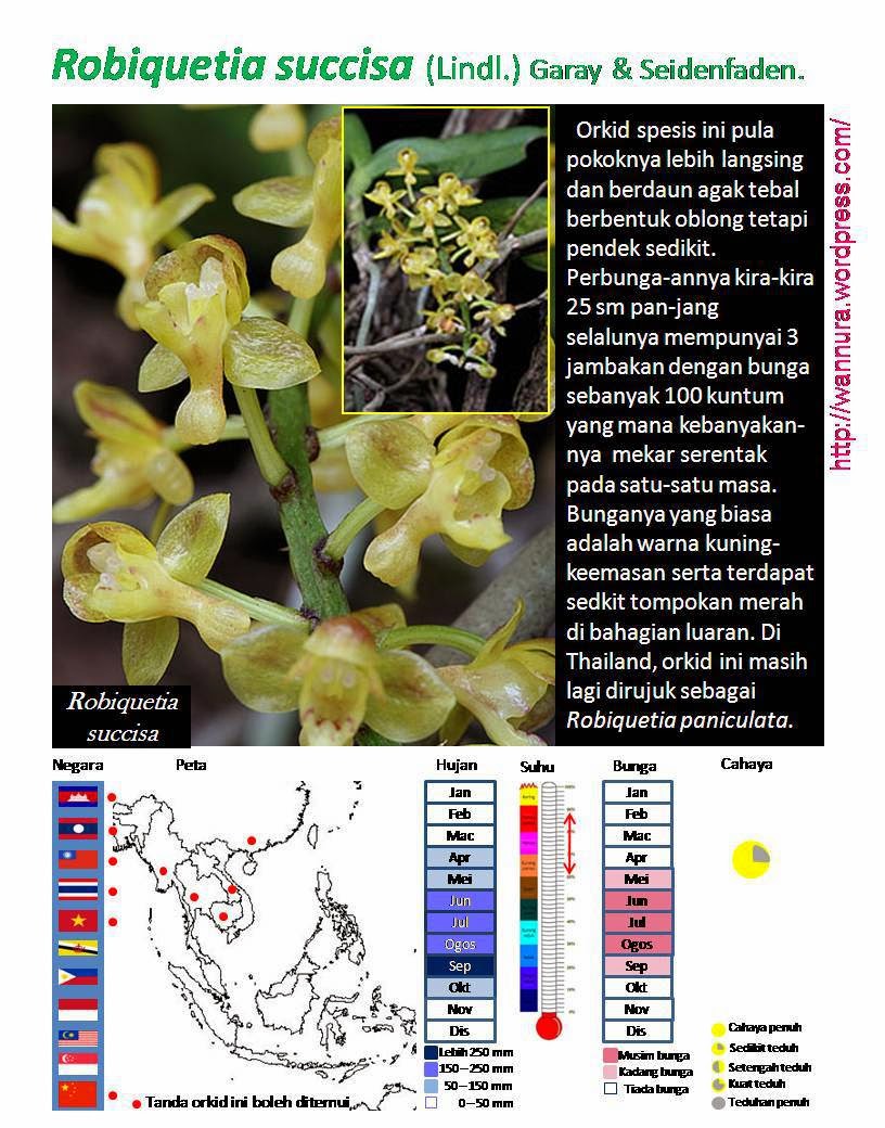Majukan Diri dengan Bizz: Jenis Jenis orkid liar hutan
