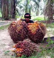 Anim Agro Technology: BAJA MPOB F3 DAN ISU PEMBAJAAN