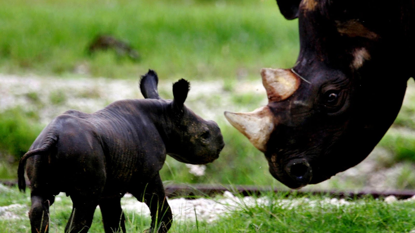 Endangered Animals Black Rhino - Danger Choices