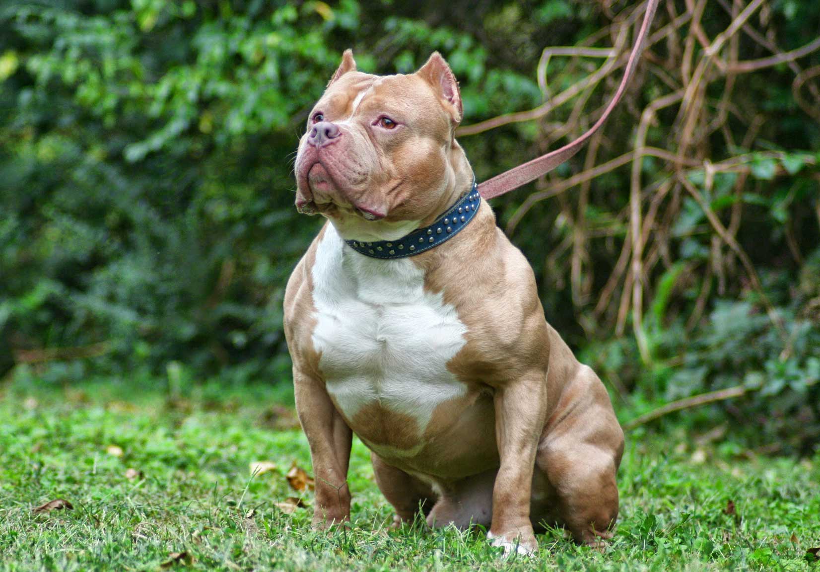 5 cosas que no sabías sobre las razas de los matones