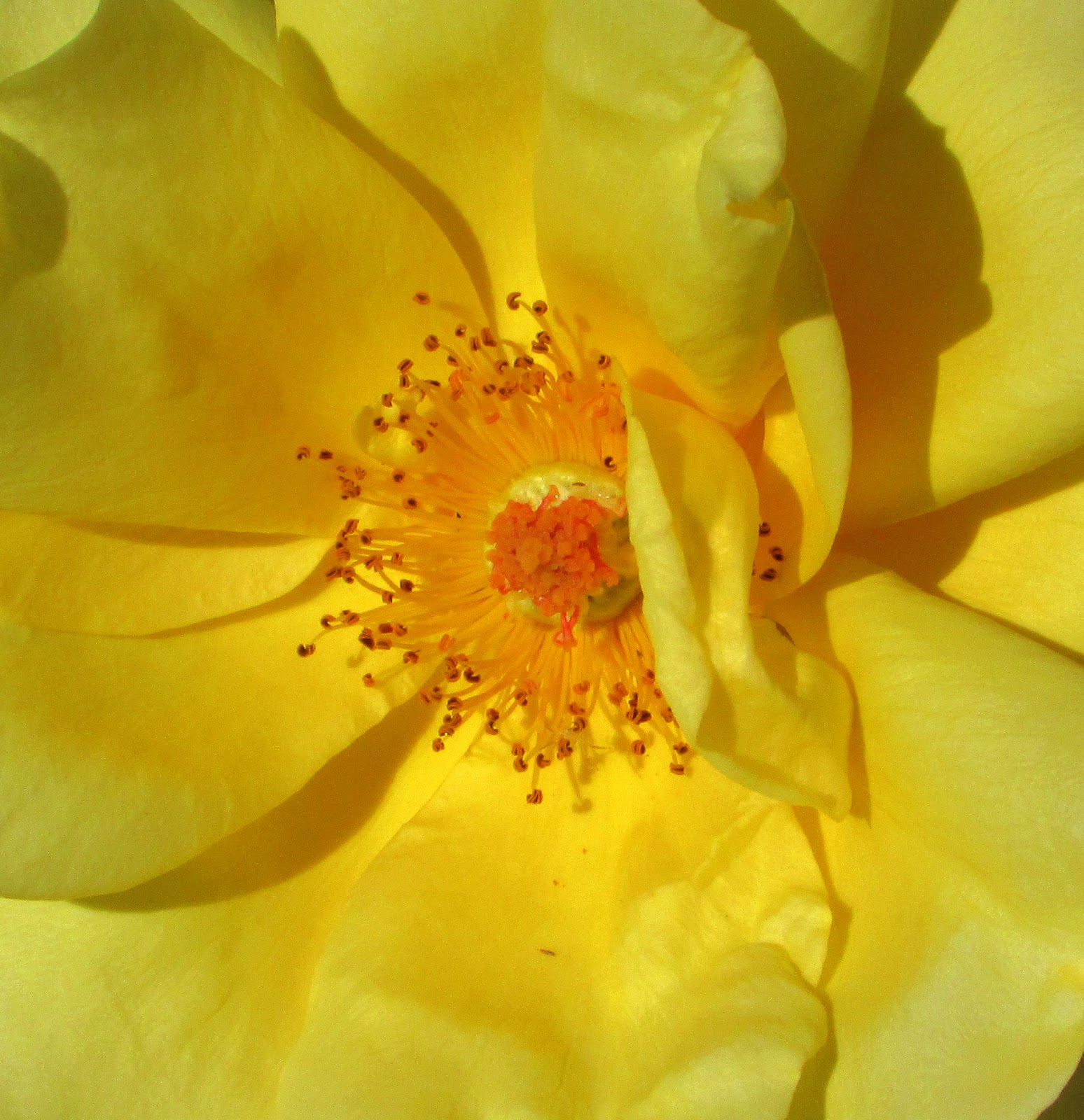 Tumbleweed Ranch Up Close