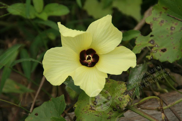 14 Jenis Macam Bunga Kembang Sepatu Dan Penjelasannya - TAMAN TANAMAN HIAS
