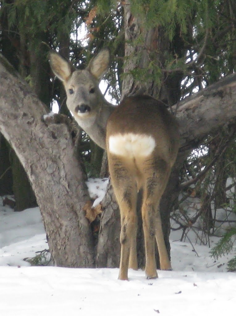 Loodusluup: Talvised külalised