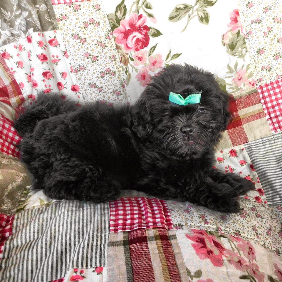 The Original Merle Shih Poo