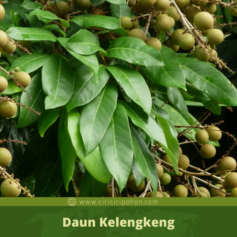 Ciri Ciri Pohon Kelengkeng (Dimocarpus longan) Di Alam Liar ...