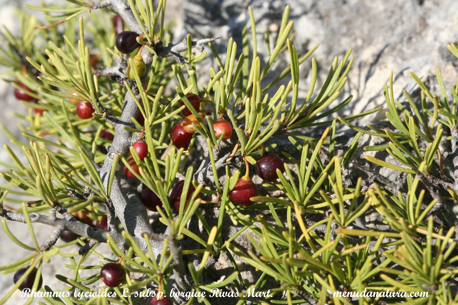 Menuda Natura: Rhamnus lycioides L.