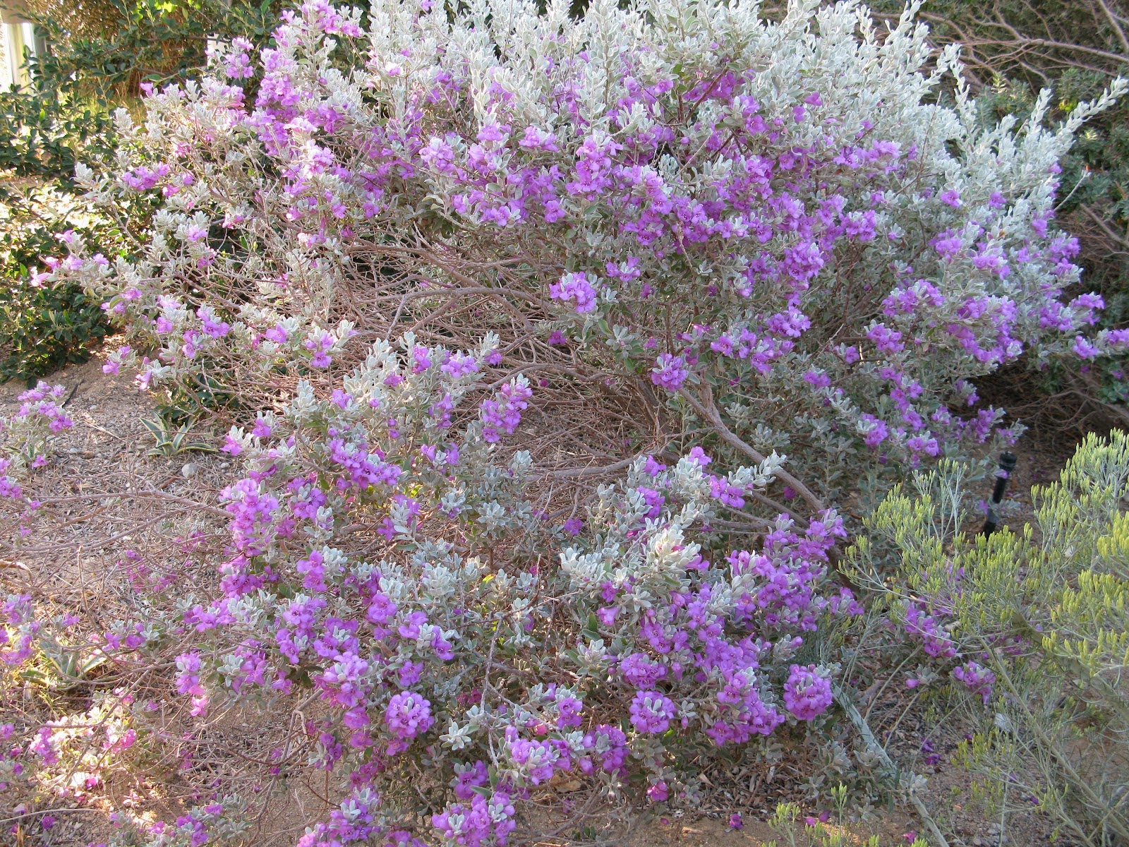 Folha-de-prata, Sálvia-do-texas, leucofila – Leucophyllum frutescens