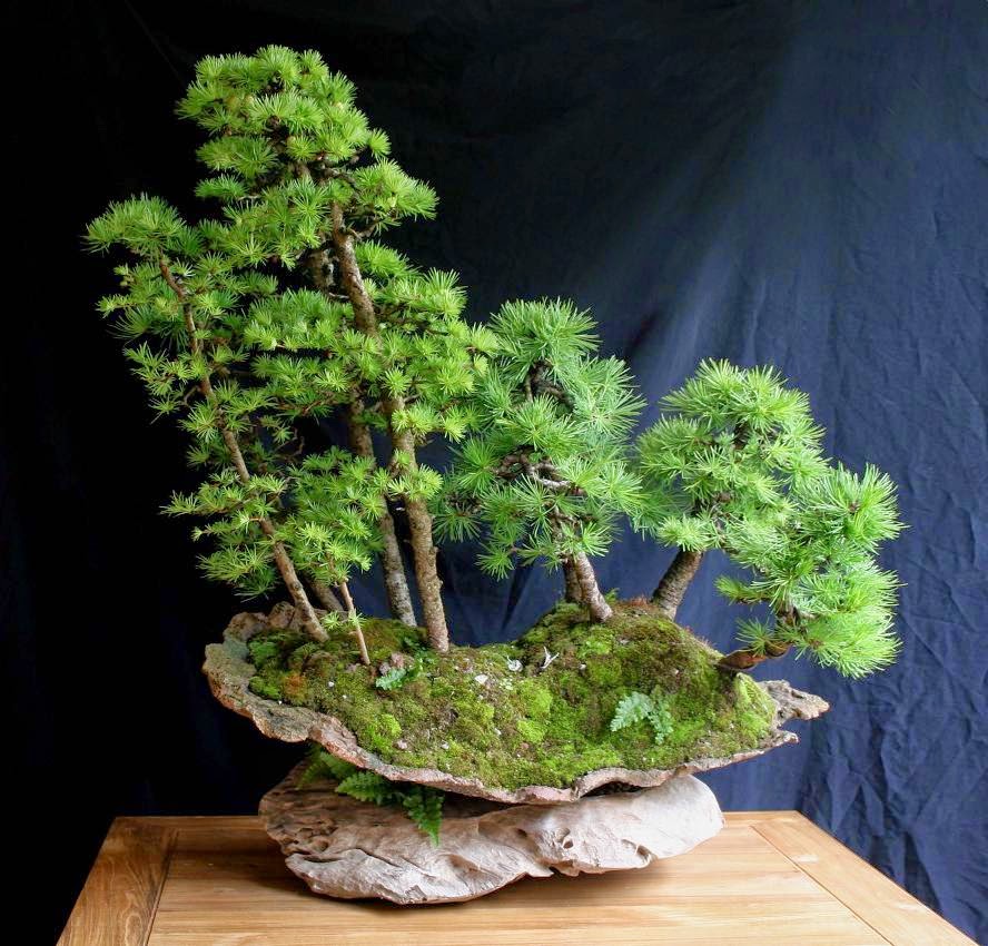 EDBONSAI.blog: Larch forest