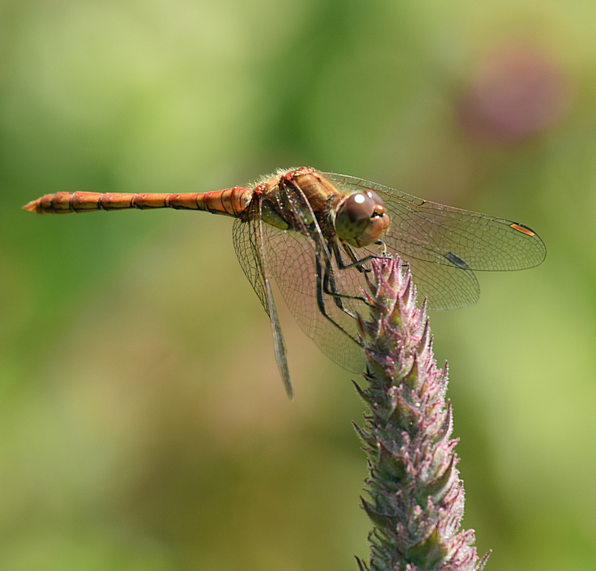 JRandSue: RED-VEINED DARTER AT WINDMILL FARM.
