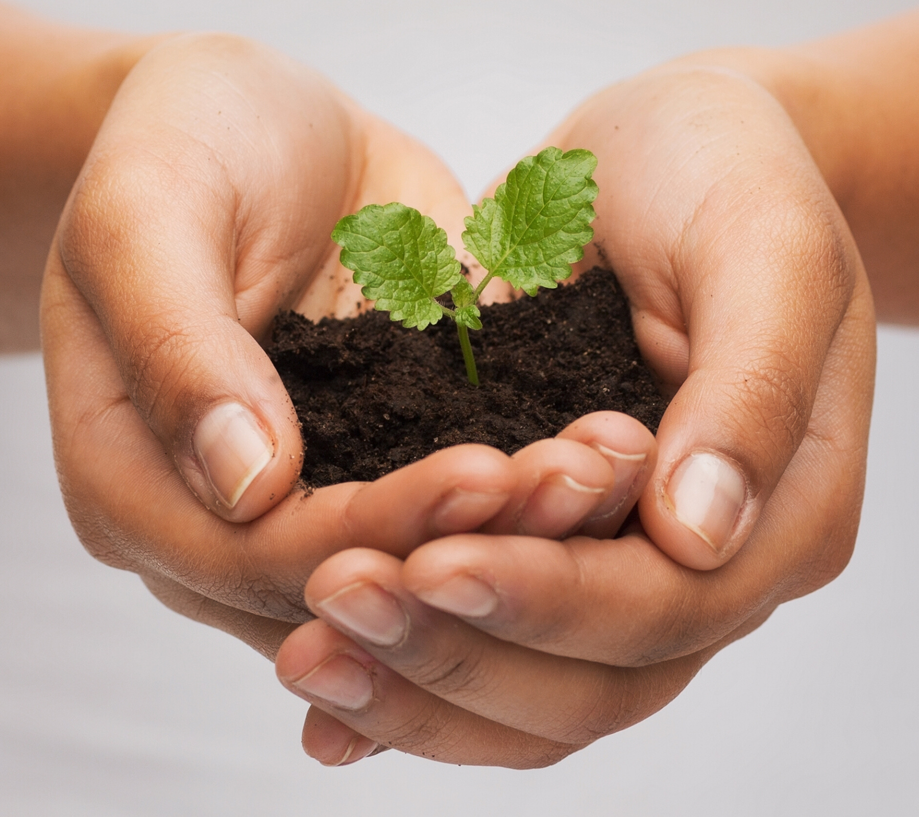 Passo A Passo Para Cultivar O Amor