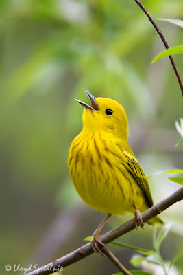 The Yellow Warbler Beautiful Bird | The Wildlife