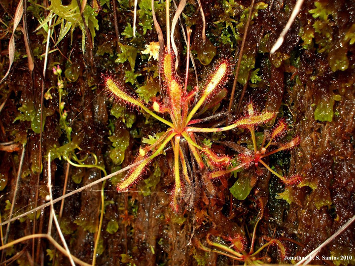 Droseras Brasileiras - Drosera riparia