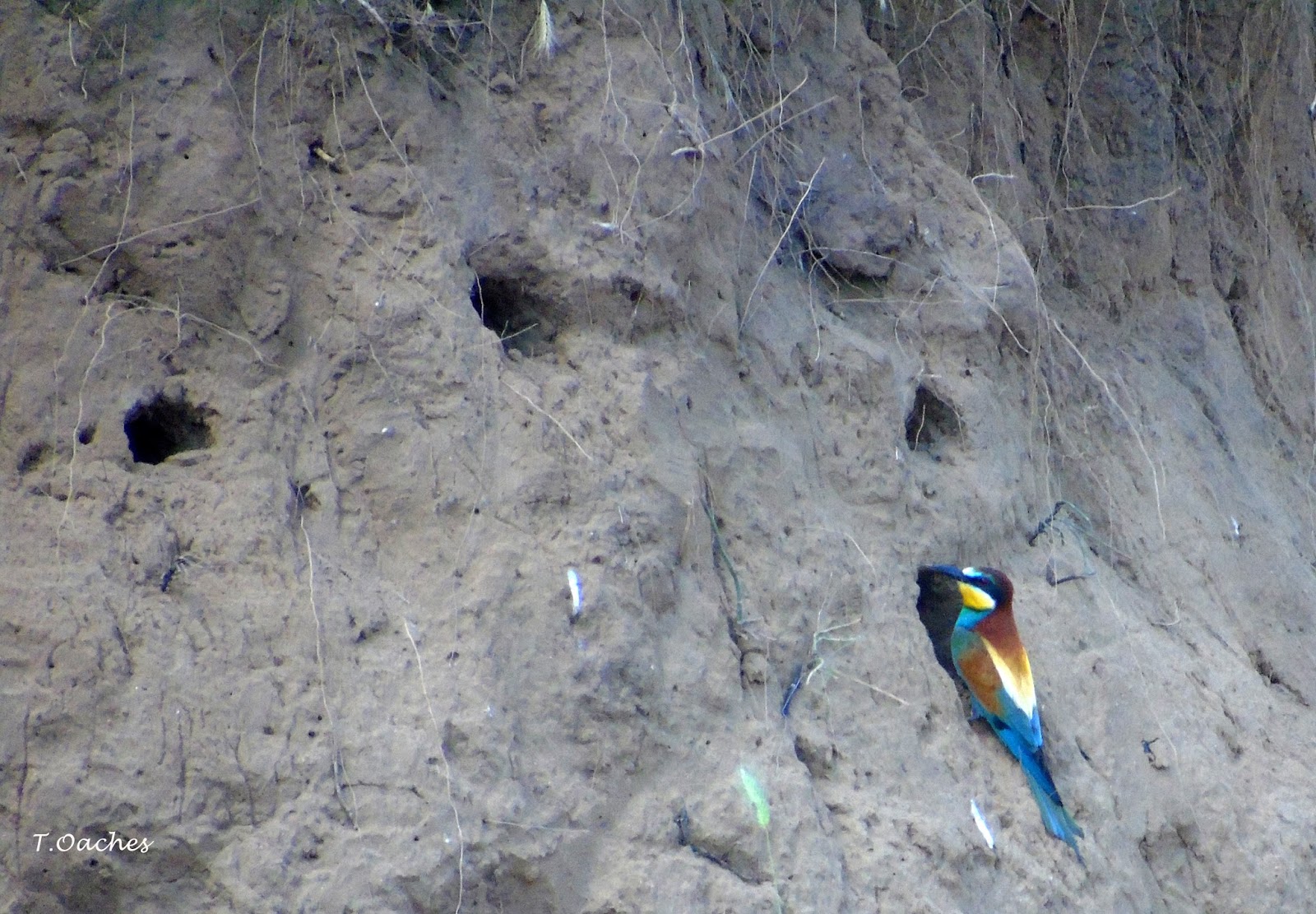 PASARI DIN ROMANIA: PRIGORIE, Merops apiaster