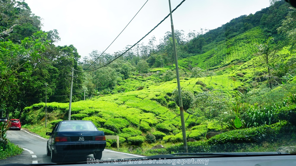 A Traveller's Note: BOH Heritage Tea Centre and Factory, Habu, Cameron ...