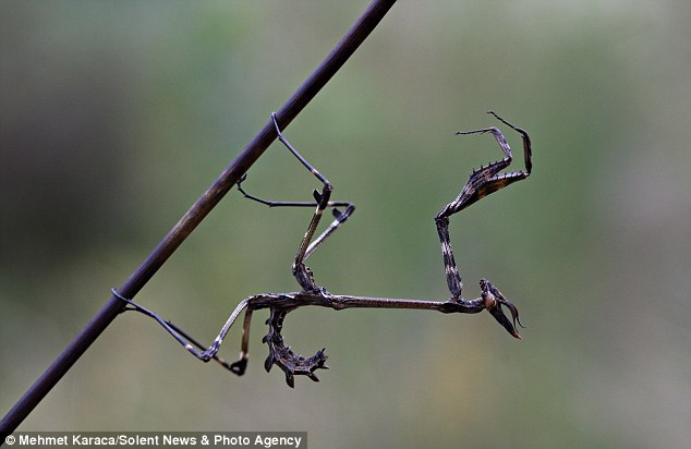 Blog 960px: Mentadak-mentadu