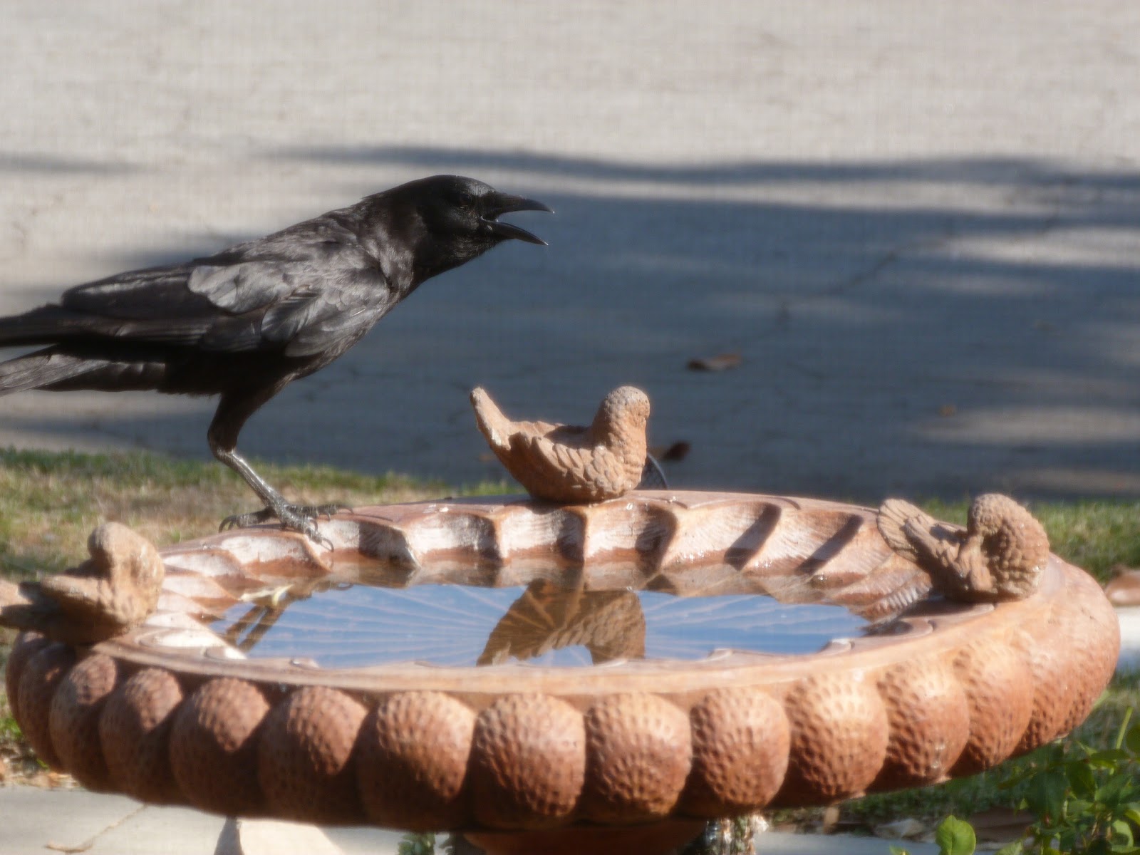 Bookwyrme's Lair: Crows & Birdbaths part 2
