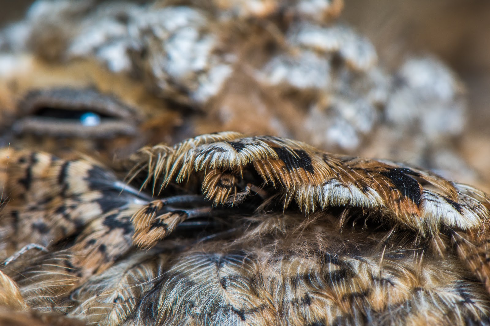 NeoVista Birds and Wildlife: Monitoring a Common Poorwill Nest Site