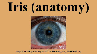 Iris (anatomy)